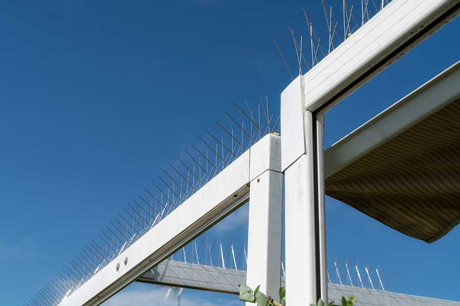 Bird Control | Humane & Effective Bird Management Solutions | Eradicontrol