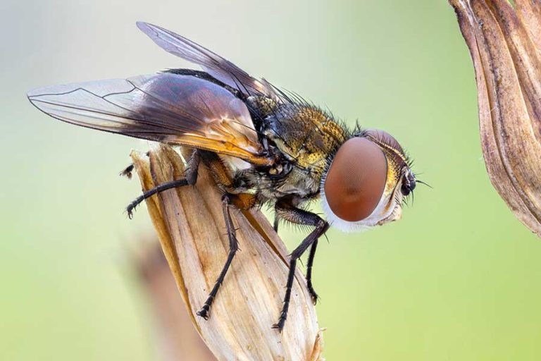 Fly Control | Effective Fly Extermination for Homes & Businesses ...