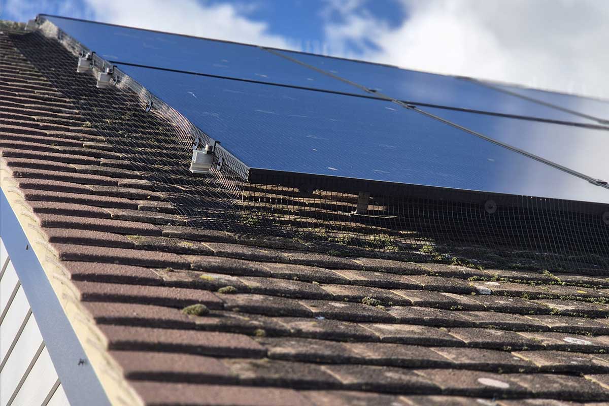 The Complete Guide to Bird Proofing: How to Protect Your Property from ...