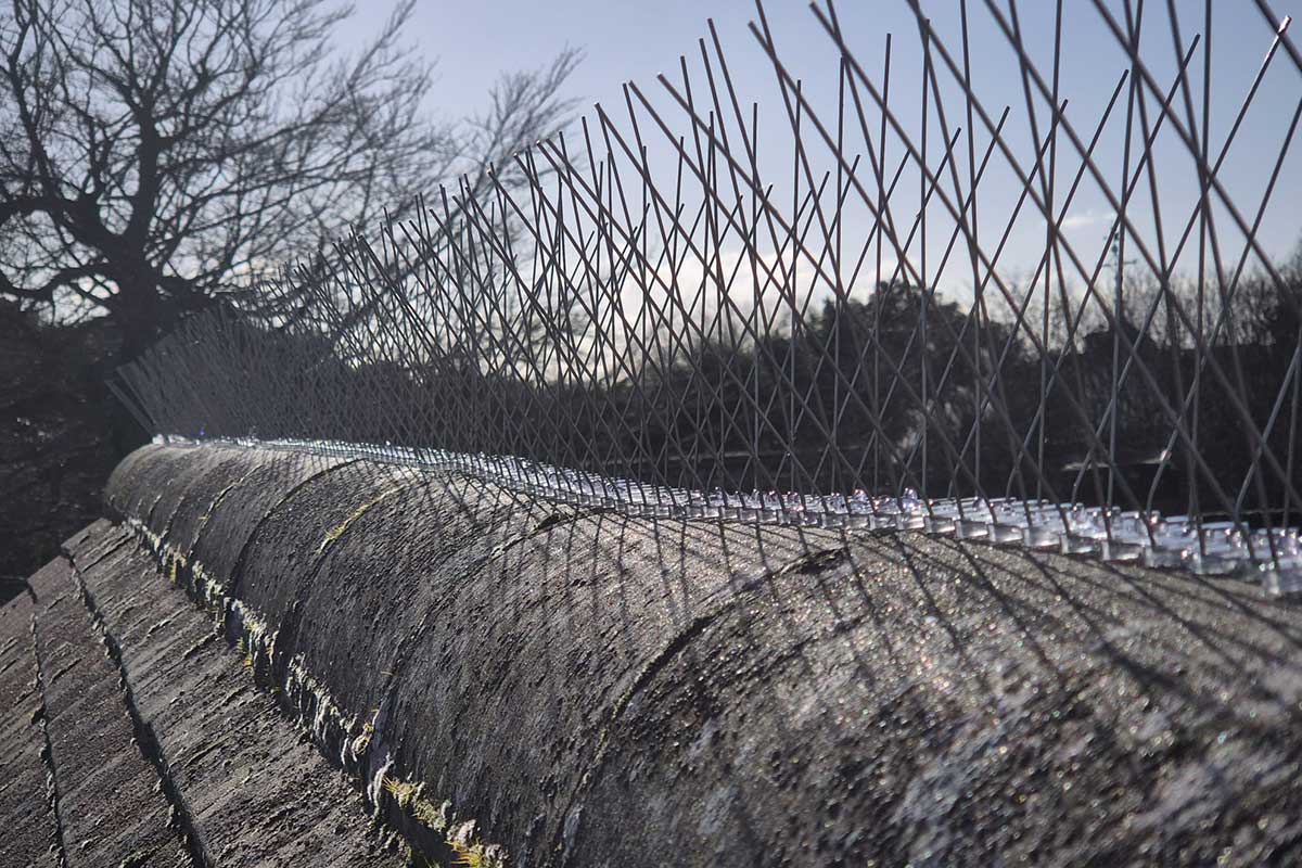 The Complete Guide to Bird Proofing: How to Protect Your Property from ...