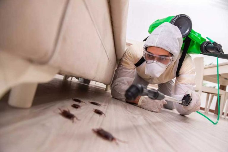 Emergency Pest Control – Same-Day Pest Removal | Eradicontrol
